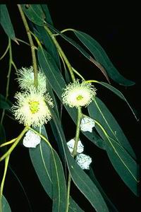 oilsandplants.com ~ Eucalyptus Oil Profile