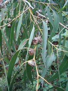 oilsandplants.com ~ Eucalyptus Oil Profile