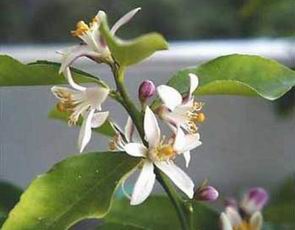 oilsandplants.com ~ Petitgrain Oil Profile